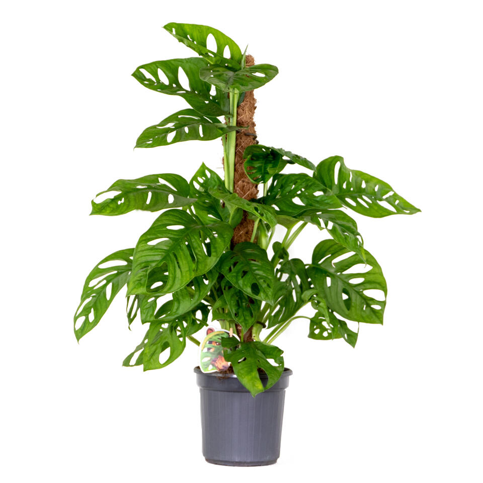 Monstera Adansonii Mosstok – GreenArtStore