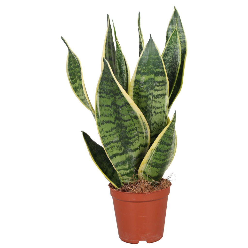 Sansevieria Trifa. 'futura Superba' – GreenArtStore