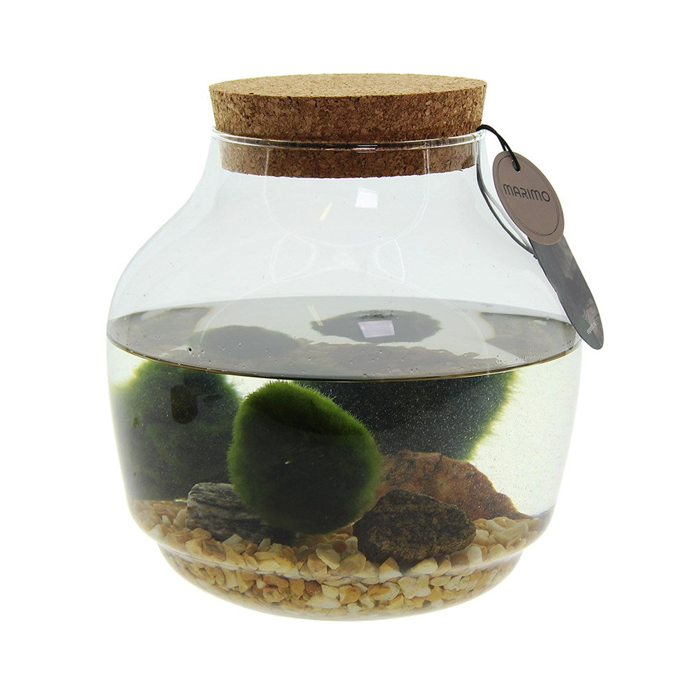 Arr Terrarium Marimo Moss Balls – GreenArtStore