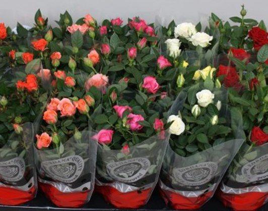 Rosa mix - Τριανταφυλλιά μίνι – GreenArtStore