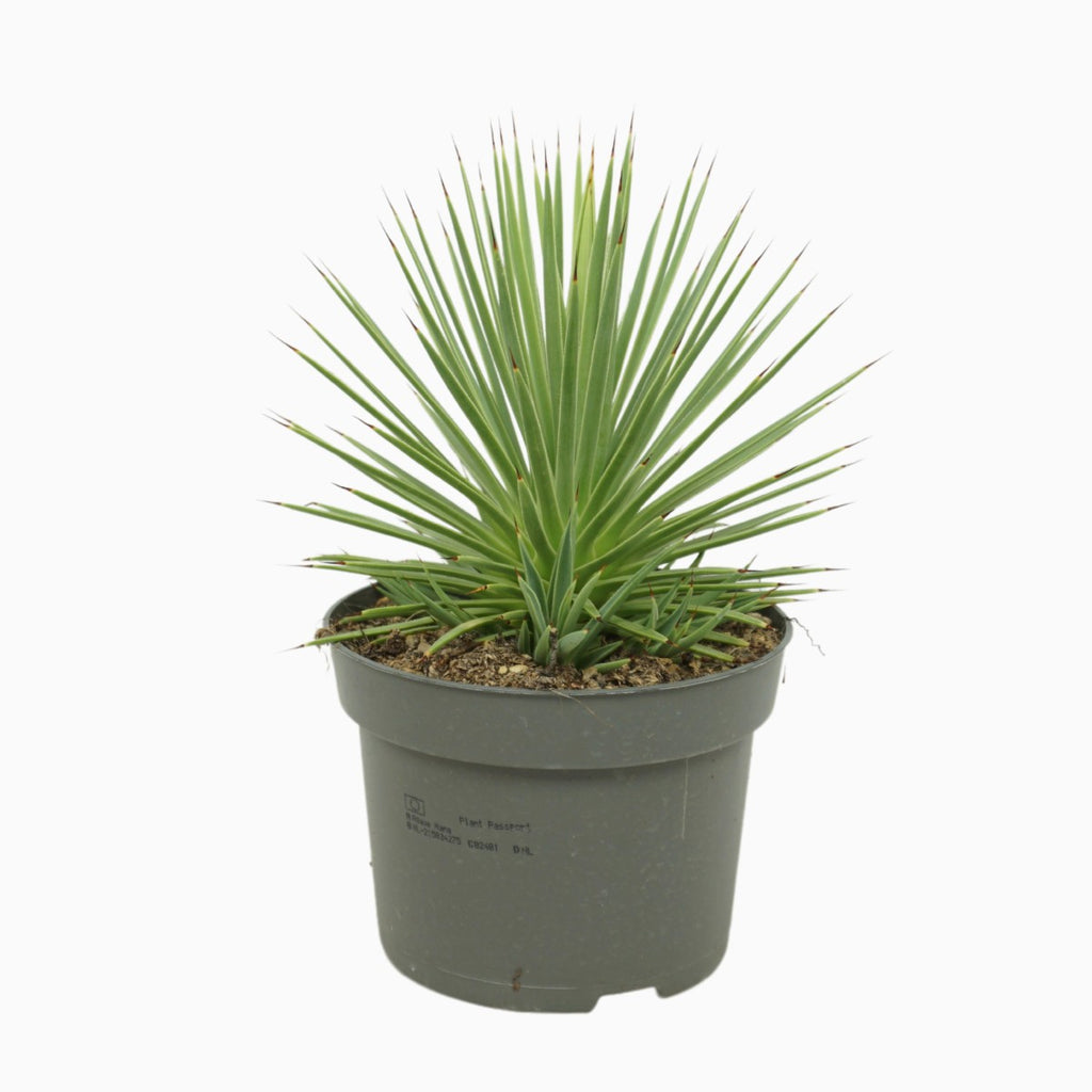 Agave Stricta - Αγαύη – GreenArtStore
