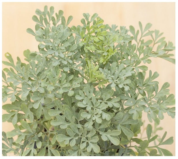 Απήγανος – GreenArtStore